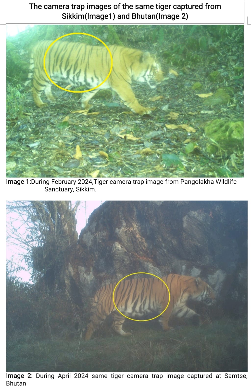 Breaking : Sikkim's Tigers Make Historic Cross-Border Journey to Bhutan ...